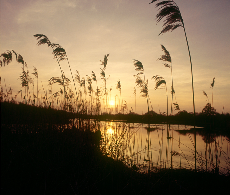 Bird Watching | North Norfolk Bird watching | www.VisitNorthNorfolk.co.uk